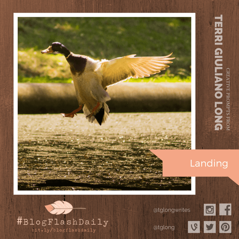 #BlogFlashDaily Writing Prompt: LANDING • Terri Giuliano Long #BlogFlashDaily Writing Prompt: LANDING • Terri Giuliano Long
